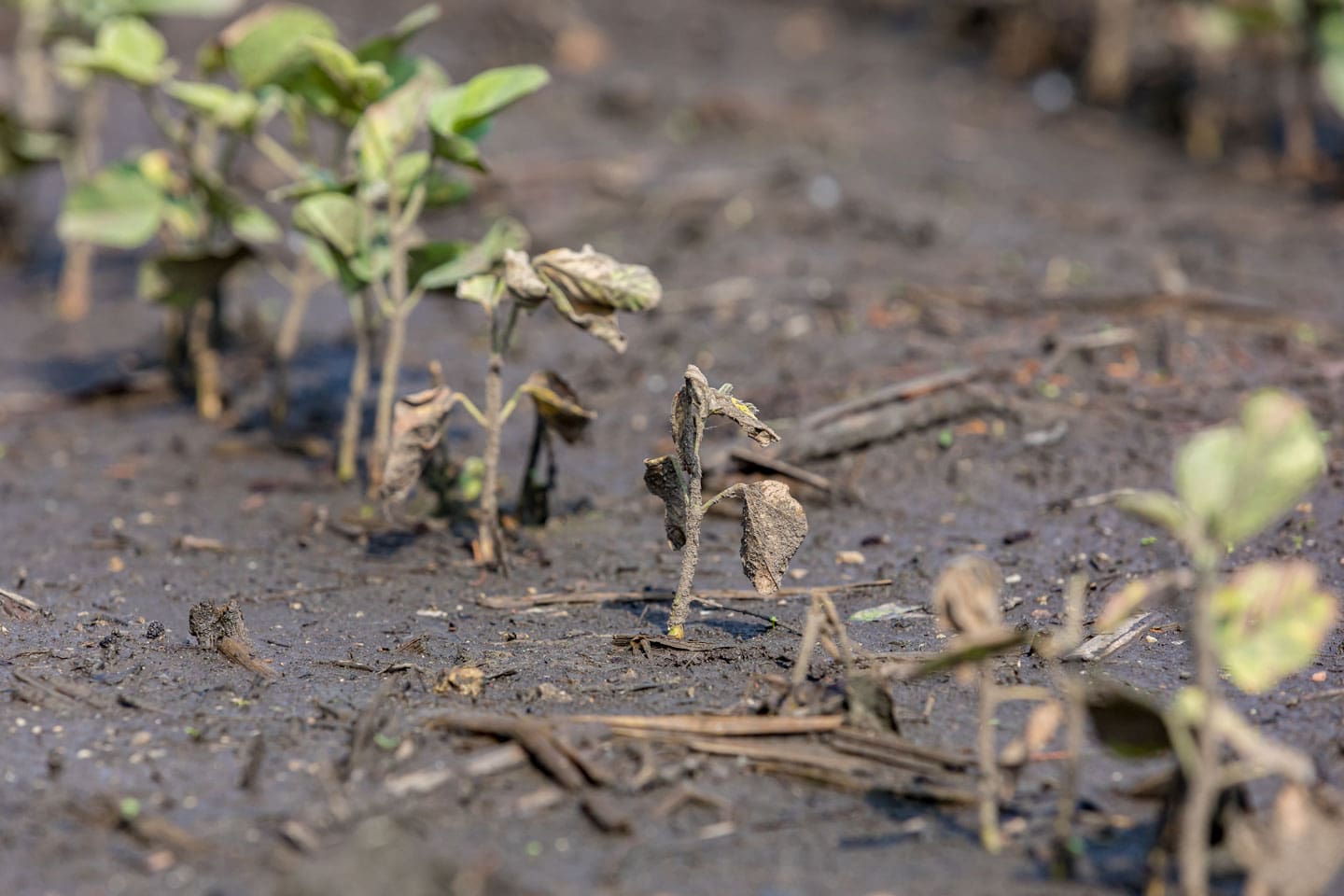 How Flooding Affects Revegetation - Erizon