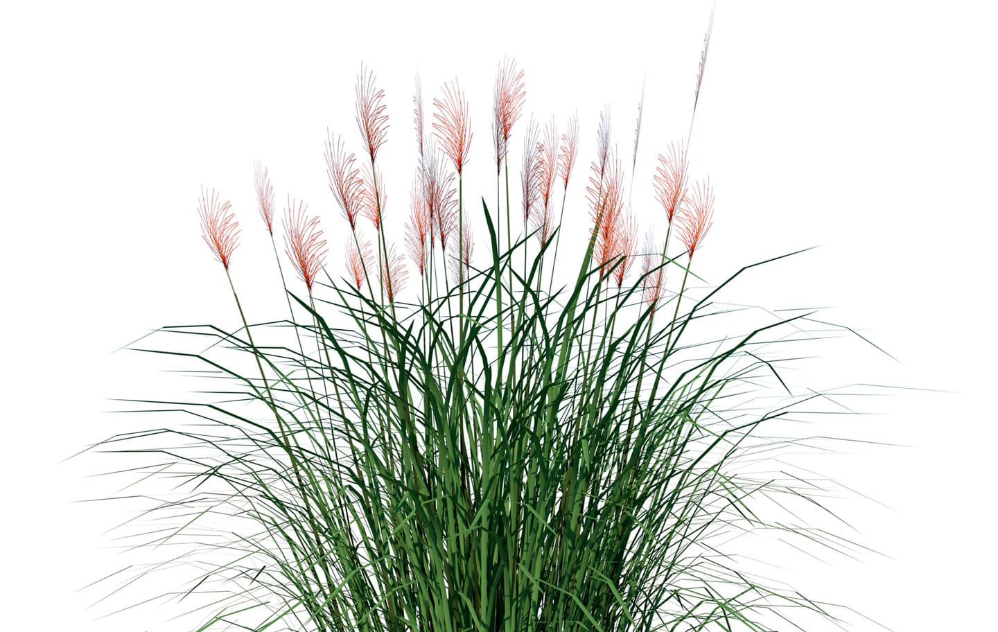 Top Grass Species For Tailings Storage Facility Revegetation - Erizon